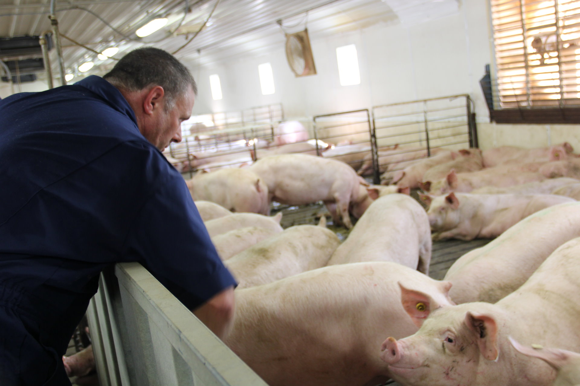 Our Mission & Core Values – Minnesota Hog & Pork Producers | Schwartz Farms