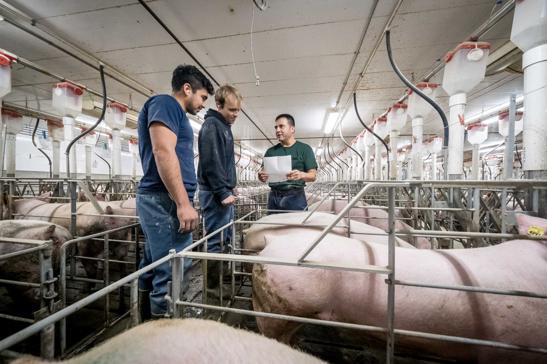 Our Mission & Core Values – Minnesota Hog & Pork Producers | Schwartz Farms